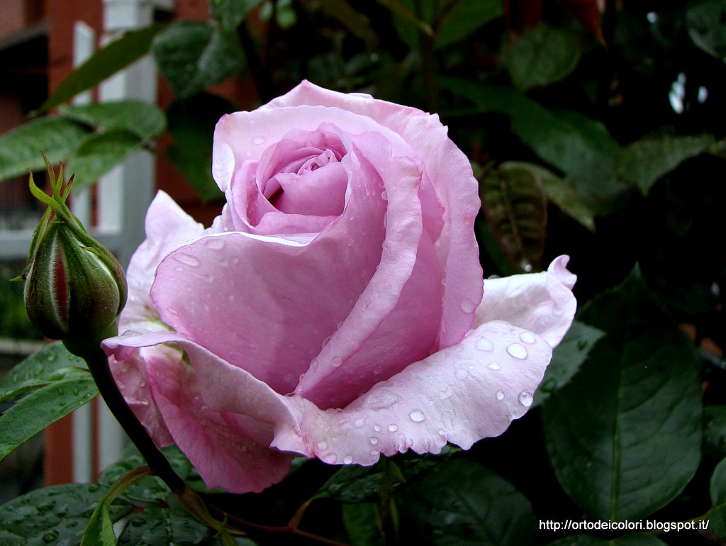 L'orto dei colori: Rose lilla.