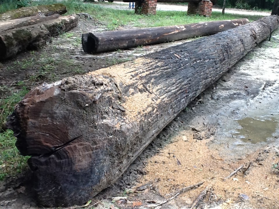 Natural Creations: Sinker Cypress: Nature's Underwater Treasure