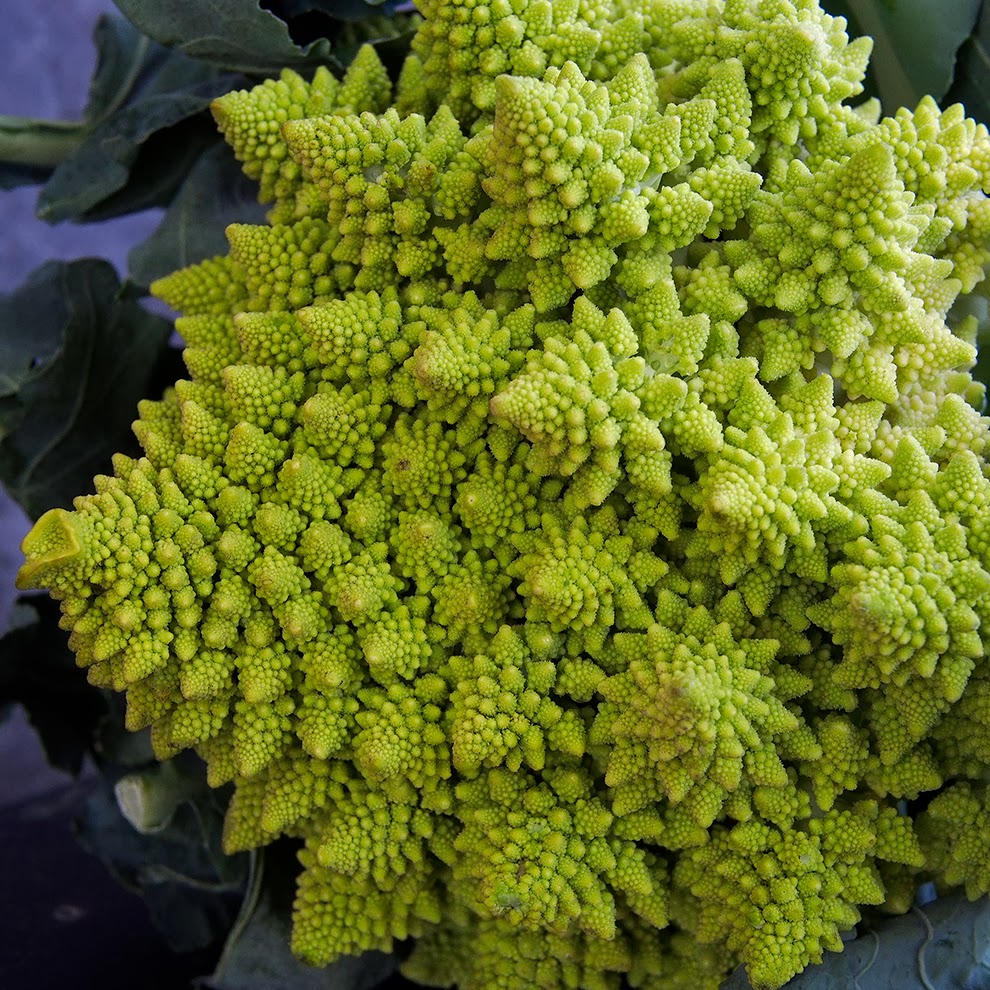 North Florida Pictures: February 2014