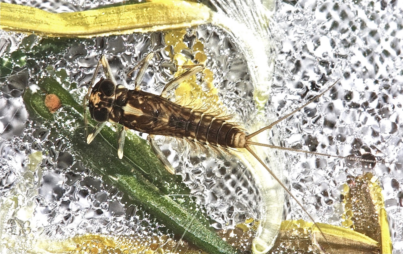 Aquatic Insects of Central Virginia: April 2018