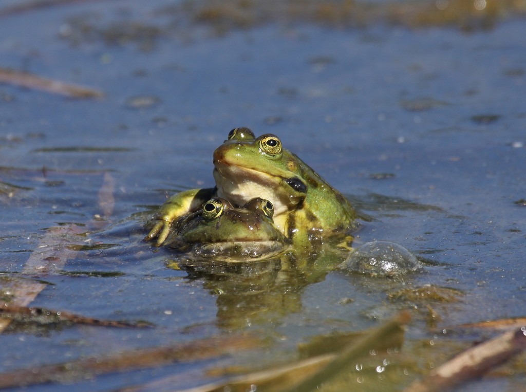 Tricia's Tales: A Tale of Marsh Frogs (at London Wetland Centre)