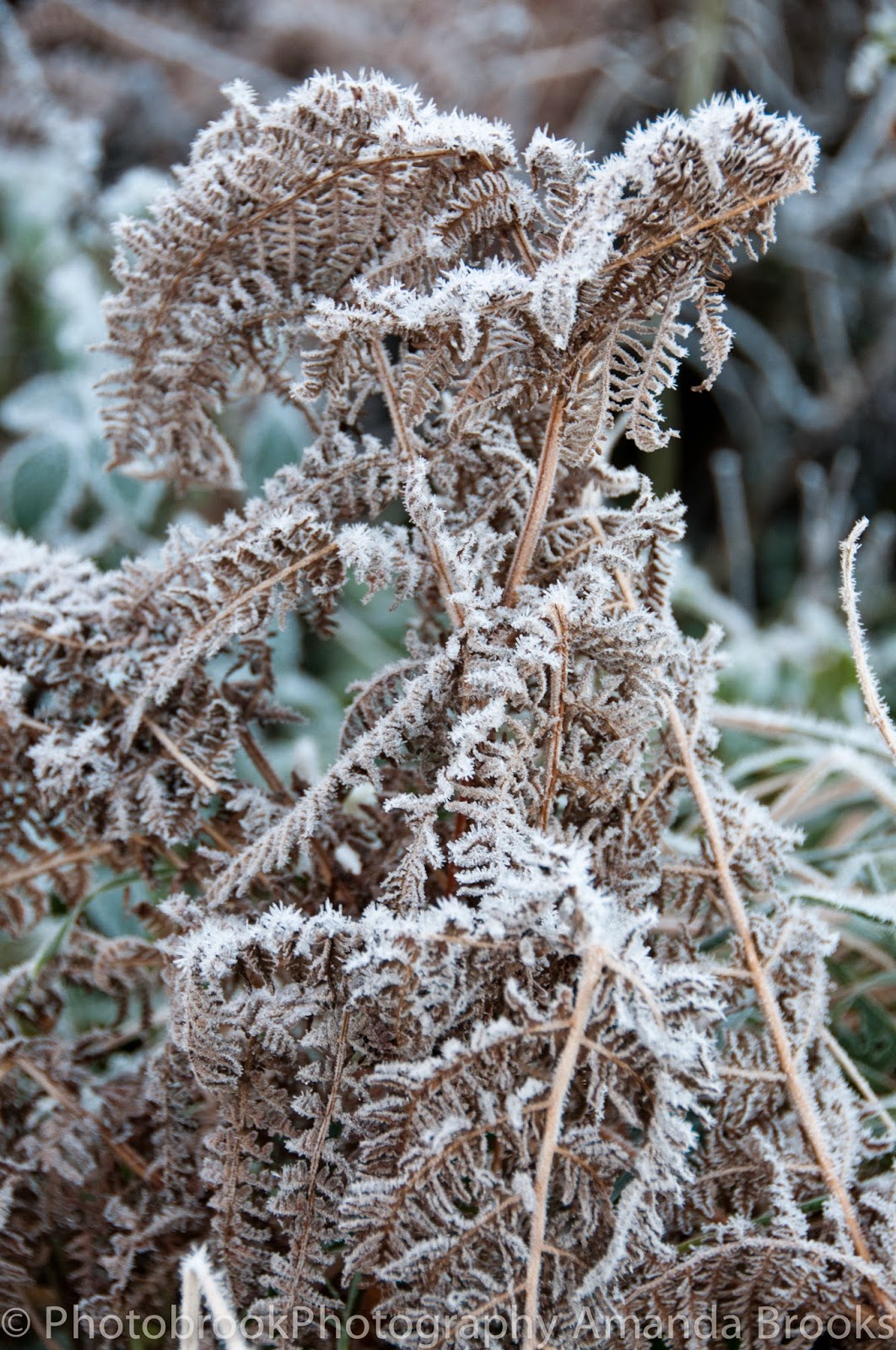 Photobrook Photography: Frosty morning walks in Cornwall and Ruthvoes ...