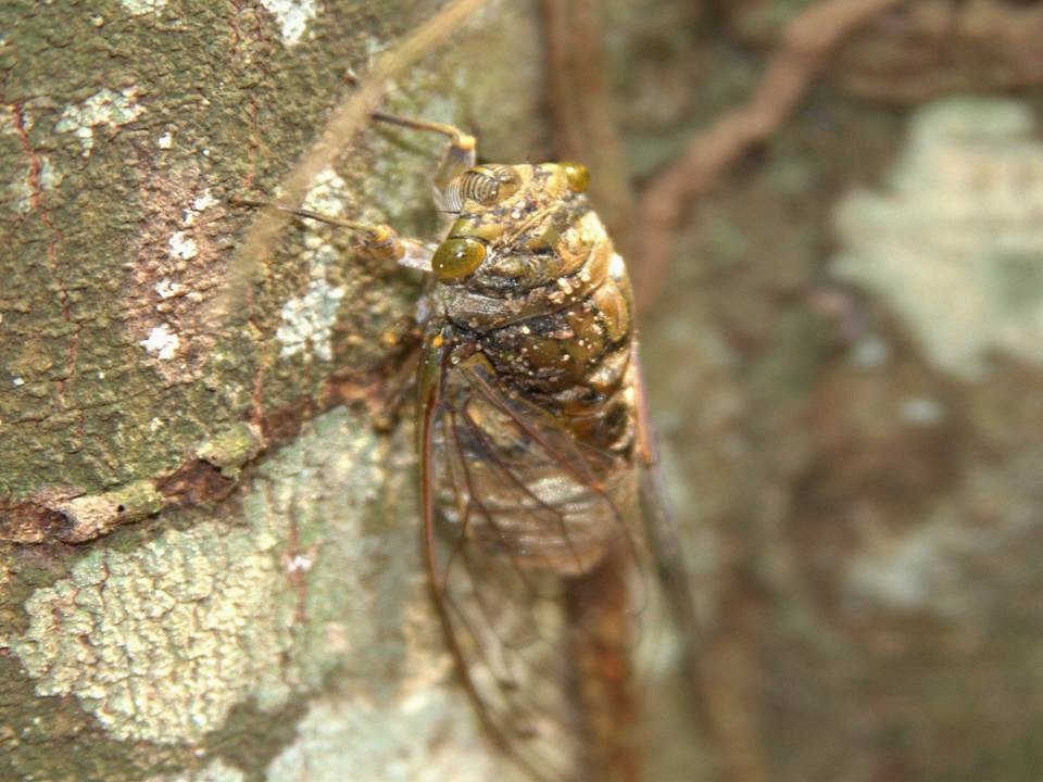 Lenin Cardozo - Entrevistas / Artículos / Videos: En el Zulia el canto ...