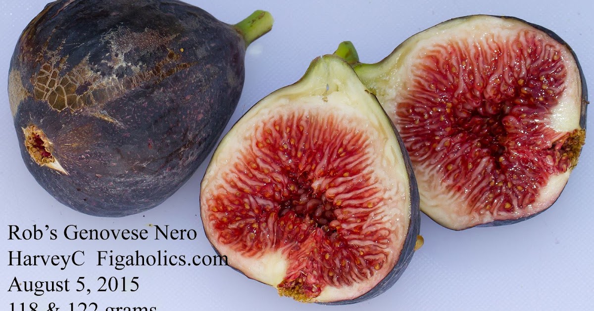 Seattle Garden & Fruit Adventures: Fig Cuttings from Harvey have arrived