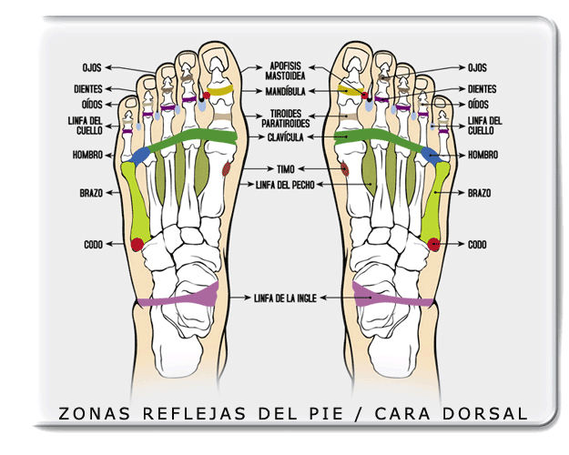 Como La Vida Misma: REFLEXOLOGÍA PODAL