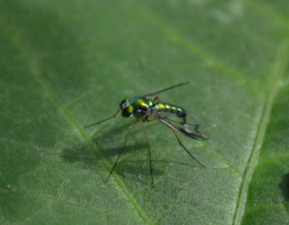 Woods Walks and Wildlife: More Garden Bugs