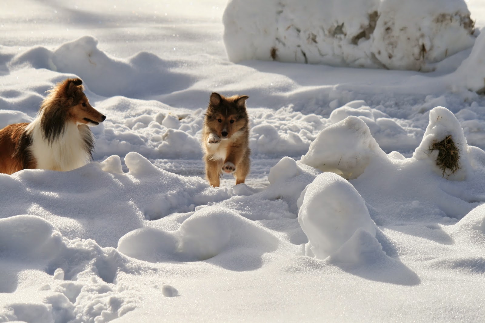 Hyper Hounds Shelties