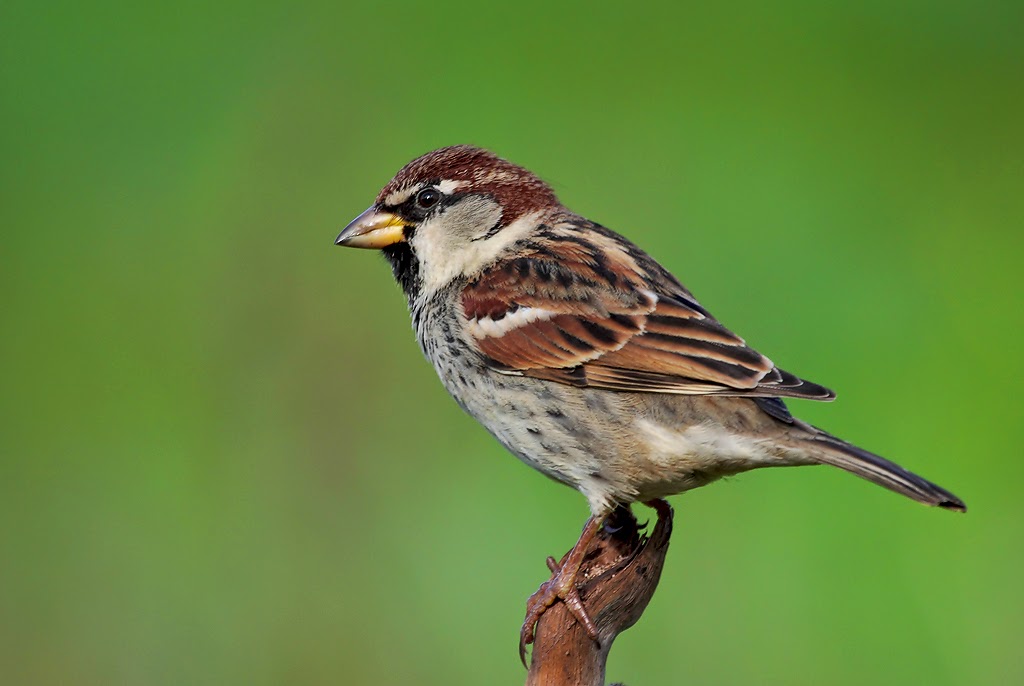 Piruja: Leyenda del Gorrion