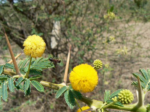 Babool - Acacia nilotica