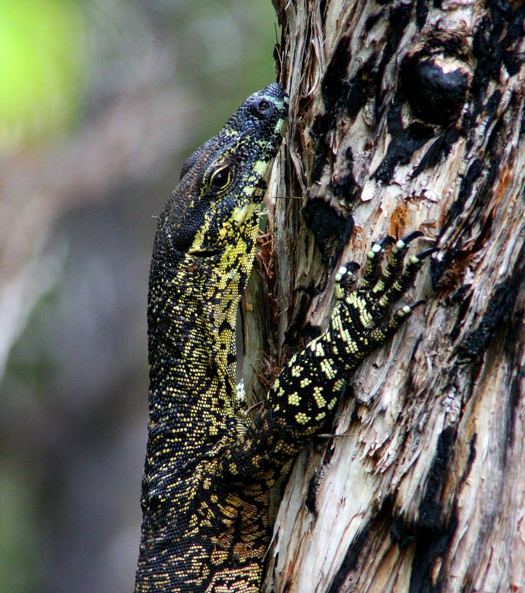 Images by Christine Walsh: Monitor Lizards (Goannas)