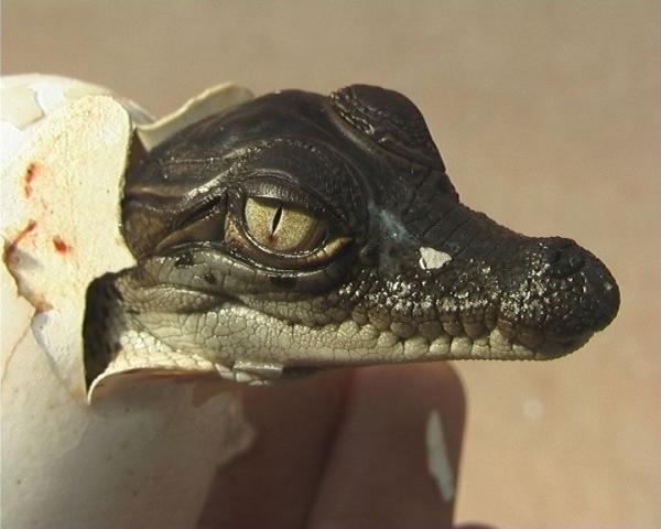Cocodrilo huevos - Imagui