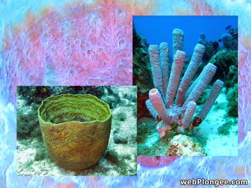 Les éponges ou spongiaires ~ ecologie environnement