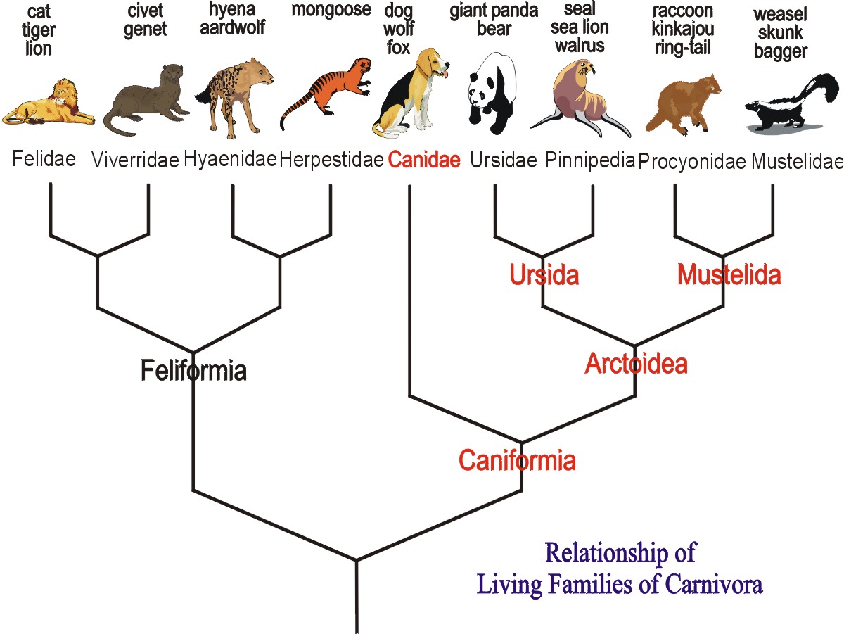 NUNCAJAMAS COCKER: LOS CÁNIDOS. PRIMOS DE NUESTRO PERRO