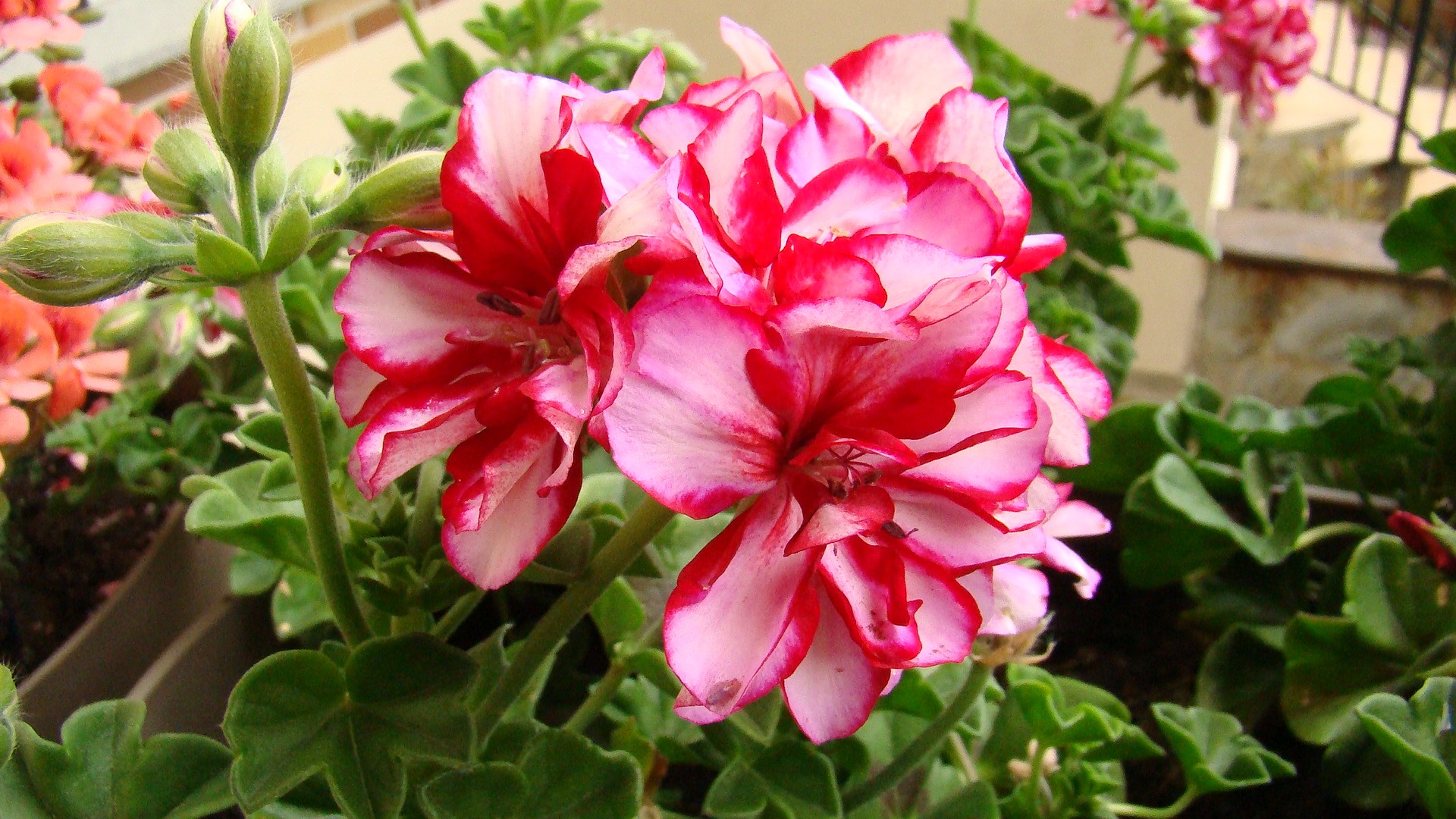 Pelargonium sp.