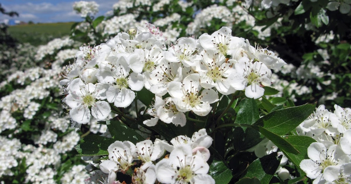 Newhaven Wildlife: A May Garland