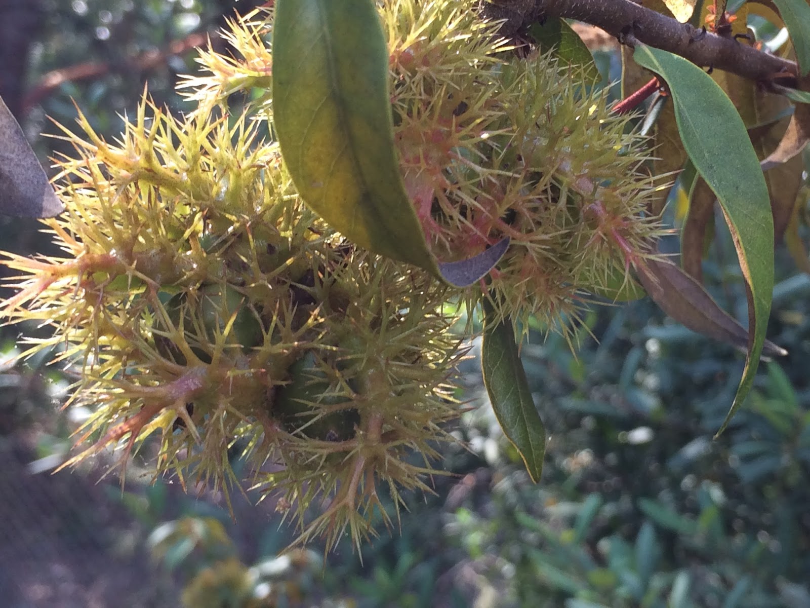 Trees of Santa Cruz County: Chrysolepis chrysophylla - Golden Chinqapin