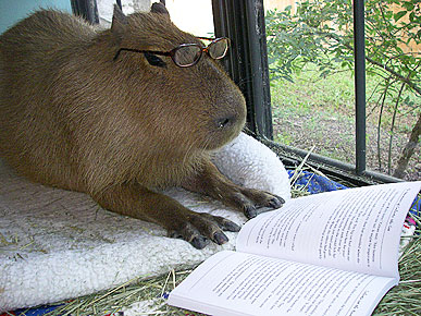 Best Articles & News From All Over the World: Capybara