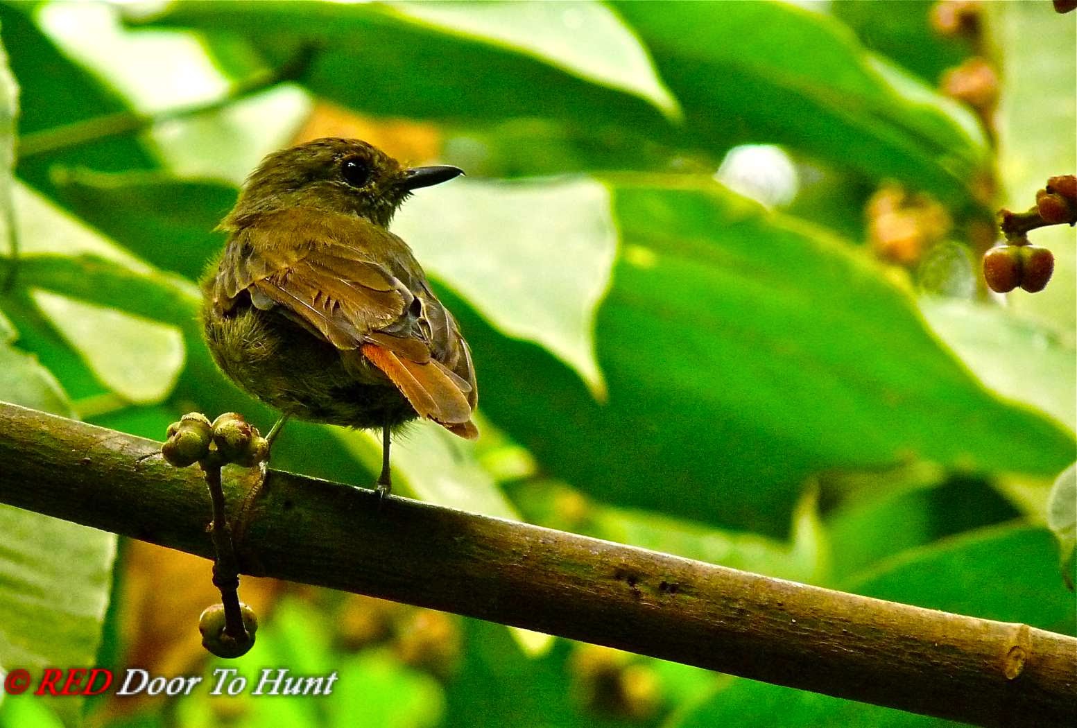 RED Door To Hunt: Cadangan Maklumat Terbaharu Burung Spesis Sambar Biru