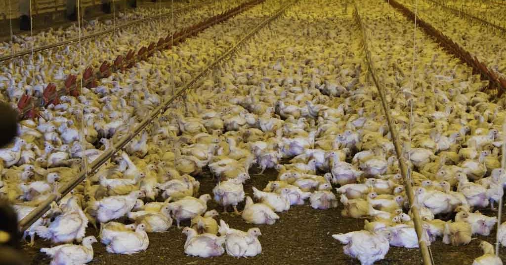 3 Jenis Ayam Pedaging Untuk Bisnis (Broiler Cobb, Ross, Hybro) - SIAP UJIAN