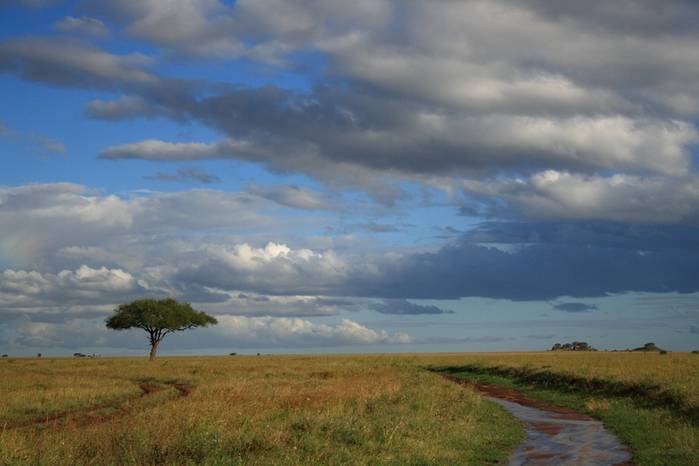 ECOSISTEMAS: ESTEPA Y PRADERA