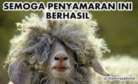 11 Meme Lucu Bikin Ngakak Curhatan Kambing Jelang Eksekusi