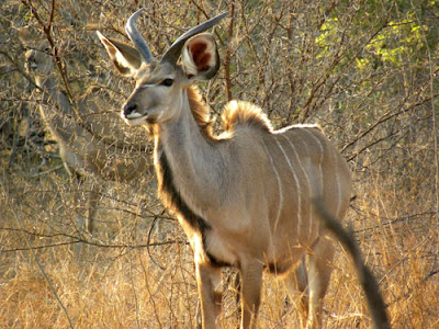 Kudu ~ Animals Images