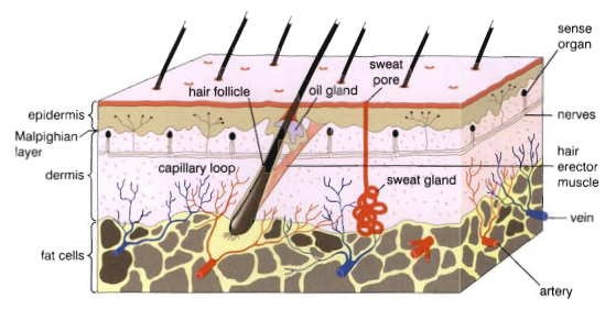 Michelle's Biology (:: 2.88 Skin and Temperature Regulation