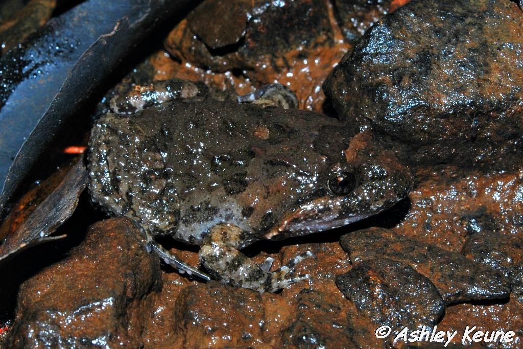 Australian Frogs Photography: KEUNEA PHOTOGRAPHY: Two Vulnerable Frogs ...