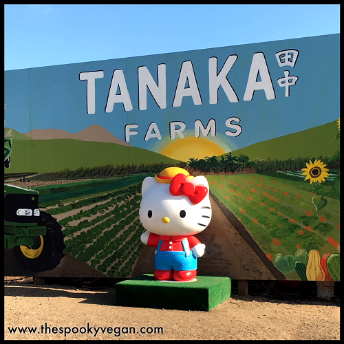 The Spooky Vegan: Sanrio Pumpkin Patch at Tanaka Farms