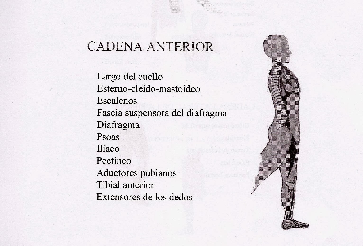 Las cadenas musculares y su importancia en el Stretching Global Activo ...