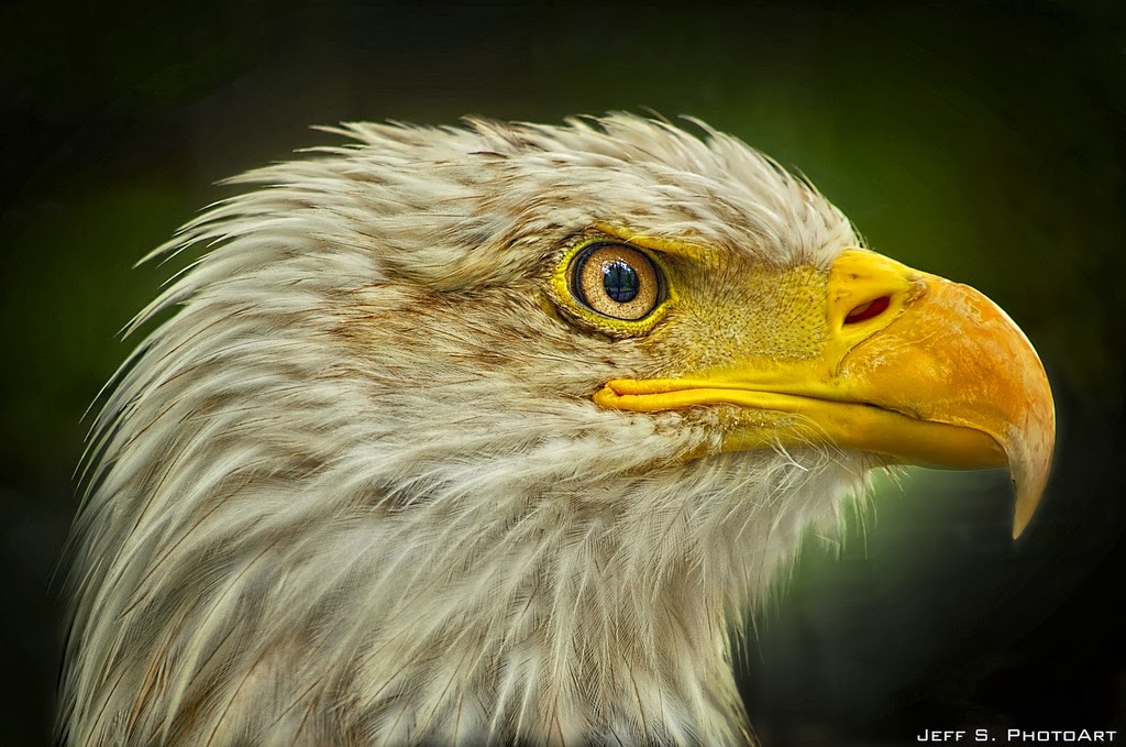 School Of Digital Photography: How to Photograph Birds of Prey