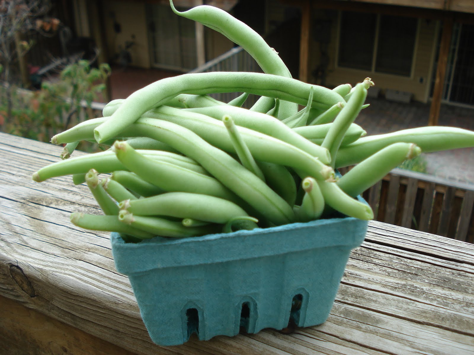 Bumble Lush Garden: Looking Forward to Beans and Loofah