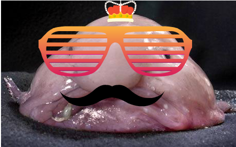 The Blobfish Foundation: Blobfish thing things