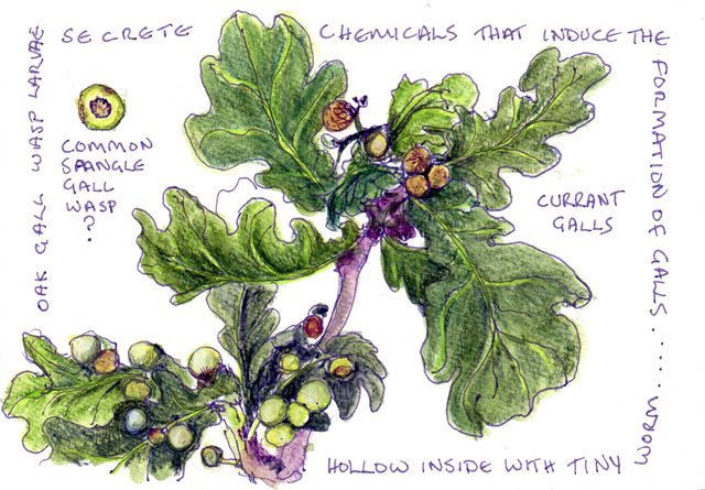 Sketching in Nature: OAK GALLS