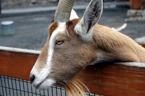 Neo-Homeschooling: 1st Field Trip: Lehigh Valley Zoo (Smart Fun!)