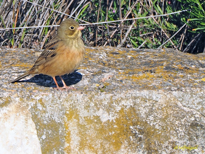 Miguel fotografia: Escribano hortelano (Emberiza hortulana)