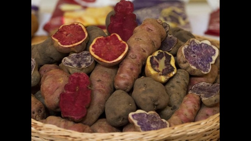 SHUNTUR ONGD: PAPAS PERUANAS DE ALTA CALIDAD