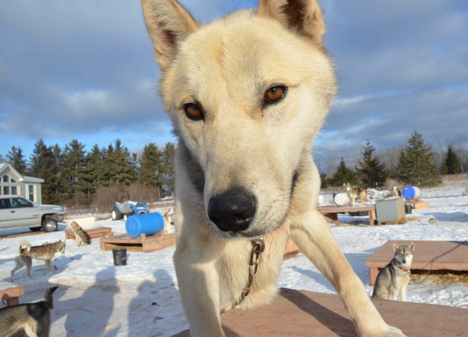 Cool Dog Breeds - Dog Training Home | Dog Types