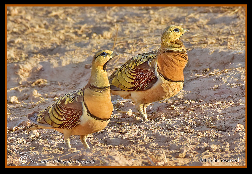 WILDLIFE GATEWAY: Ganga cata