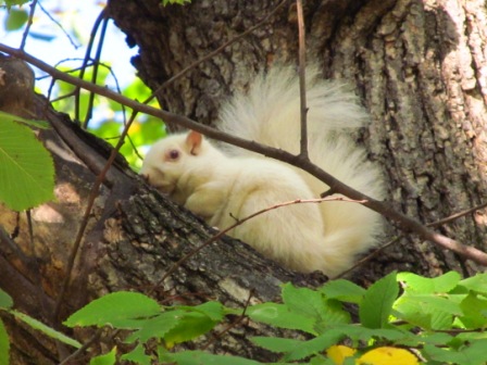 Teena in Toronto: White squirrel in Trinity Bellwoods Park, Toronto, ON