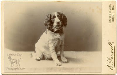 The Antique Dog Photograph Gallery: The Brighton Spaniel