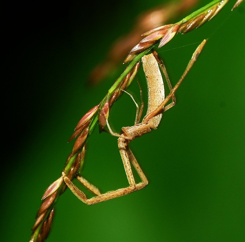 Real Monstrosities: Twig-like Feather-legged Spider