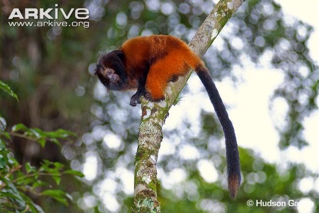 Laberinto en extinción: Tití león cara negra (Leontopithecus caissara)