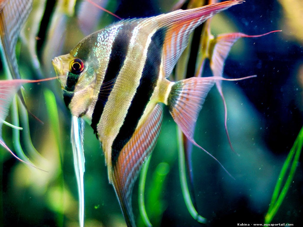 Angelfish types 2016 - Angelfish 247594