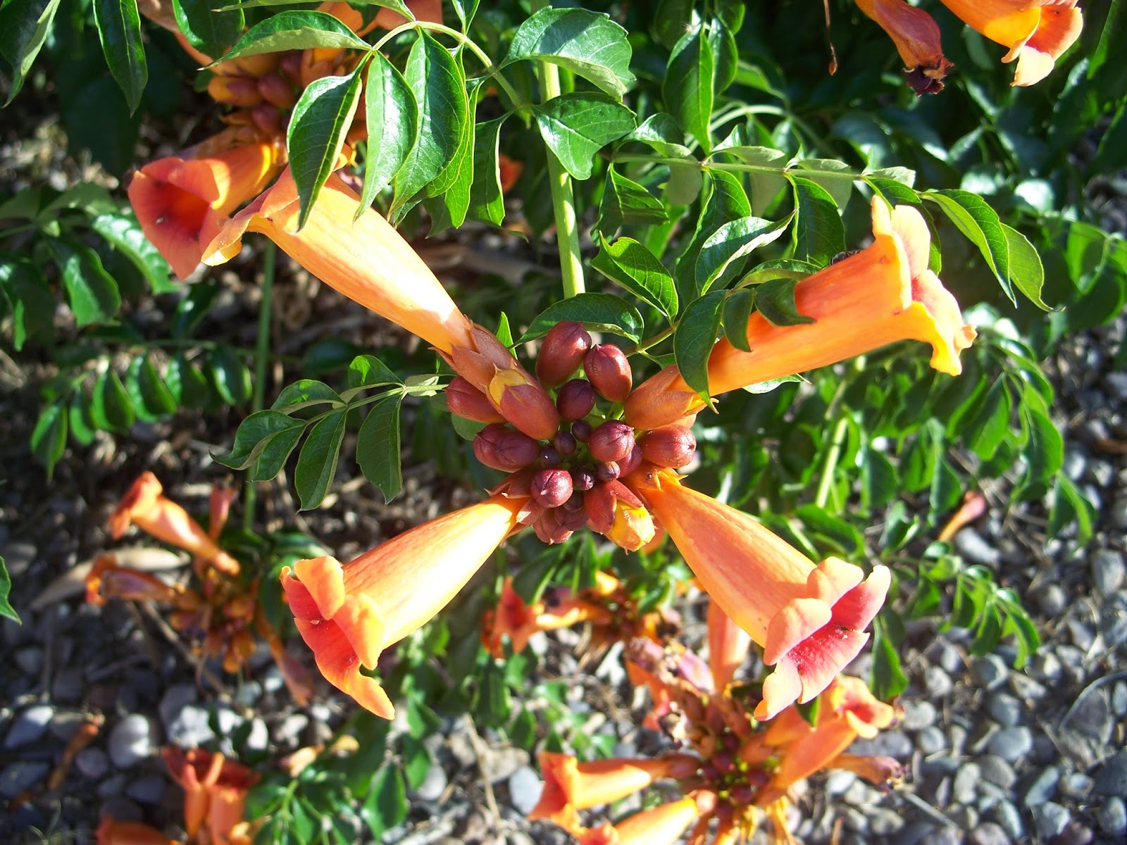 We Have Red, Yellow, and Orange Flowered Trumpet Vines In Stock Now