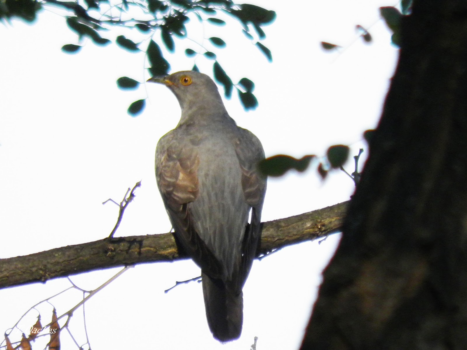 PASARI DIN ROMANIA: CUCUL (2), Cuculus canorus