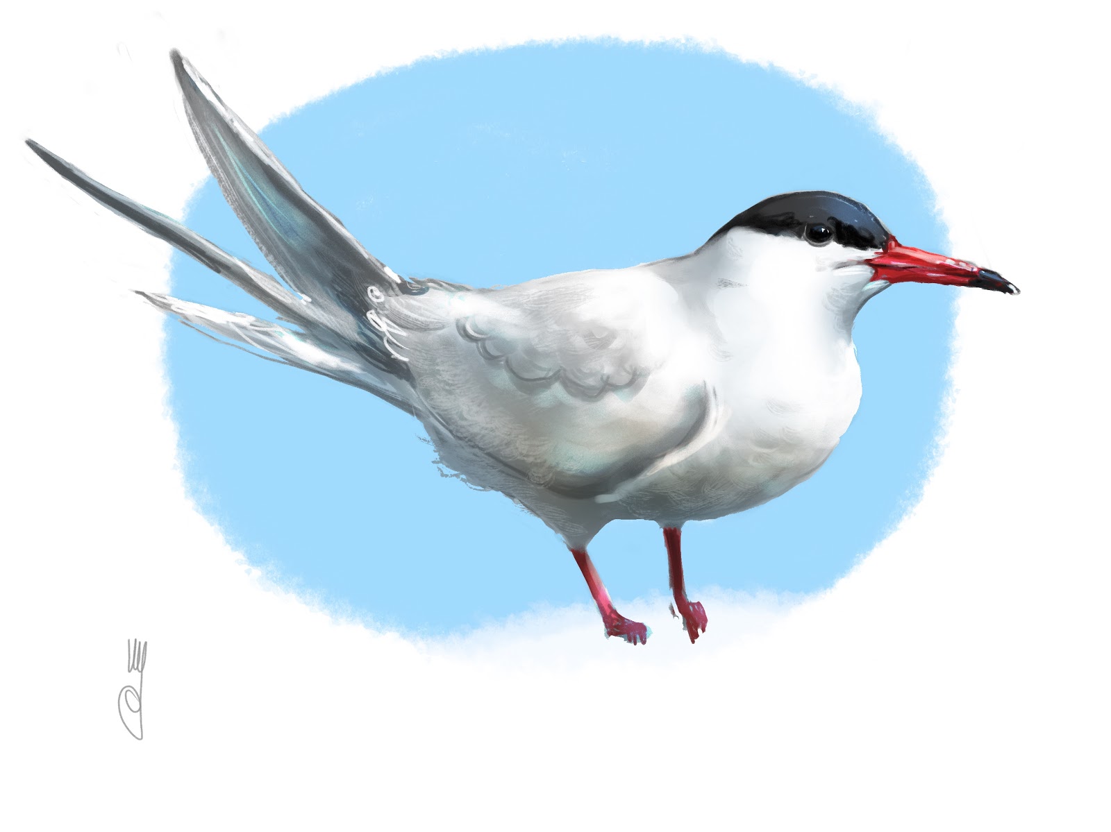 Birds: Arctic Tern