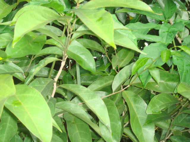 Padang Jawa - Masih Ku Ingat, Dulu Lain Sekarang Lain: Cemperai - Jenis ...