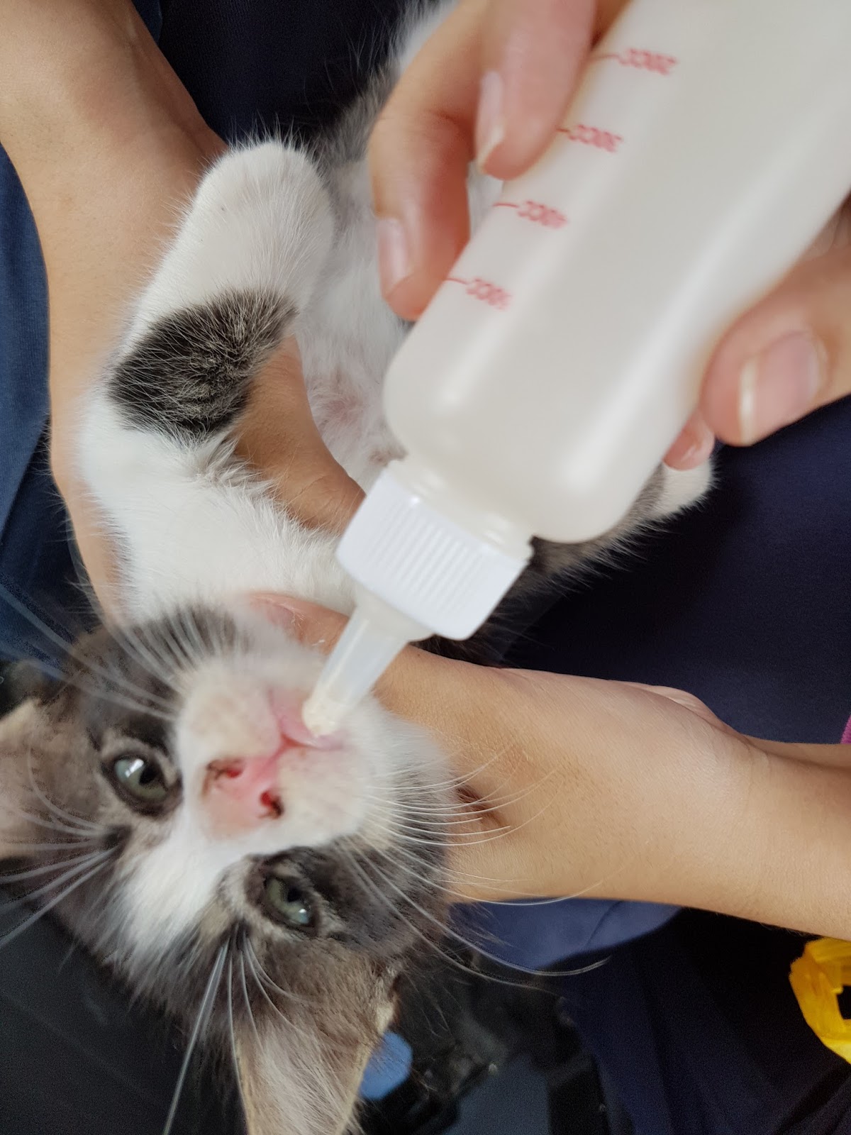 Penjelajahan Kerjaya Doktor Veterinar - GURU KAUNSELING NURHAIZA CHE MAT