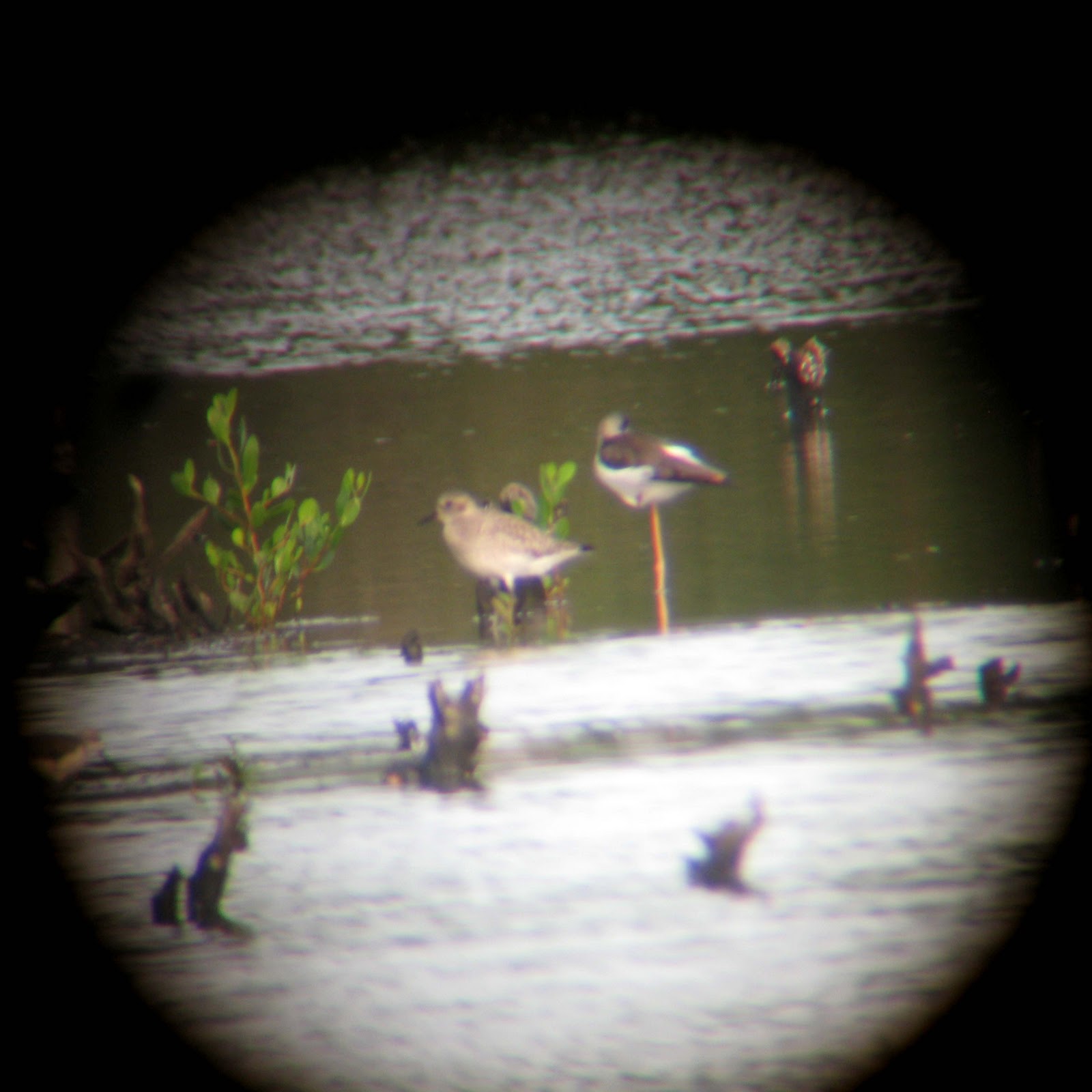 maiabird's brain: Bohol Birding Marathon